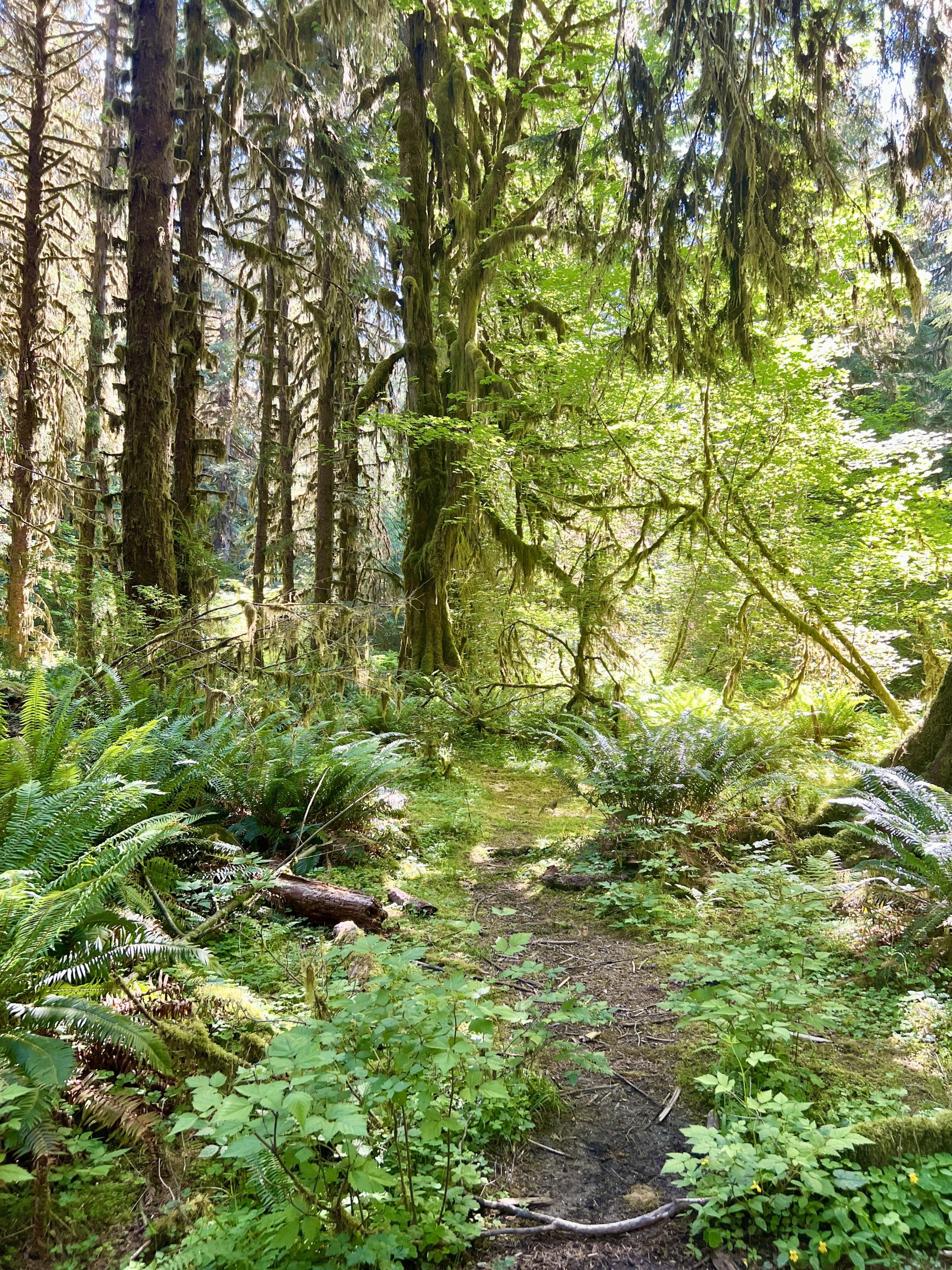 Olympic National Park: 8-day Itinerary with Trails, Accommodations, and ...